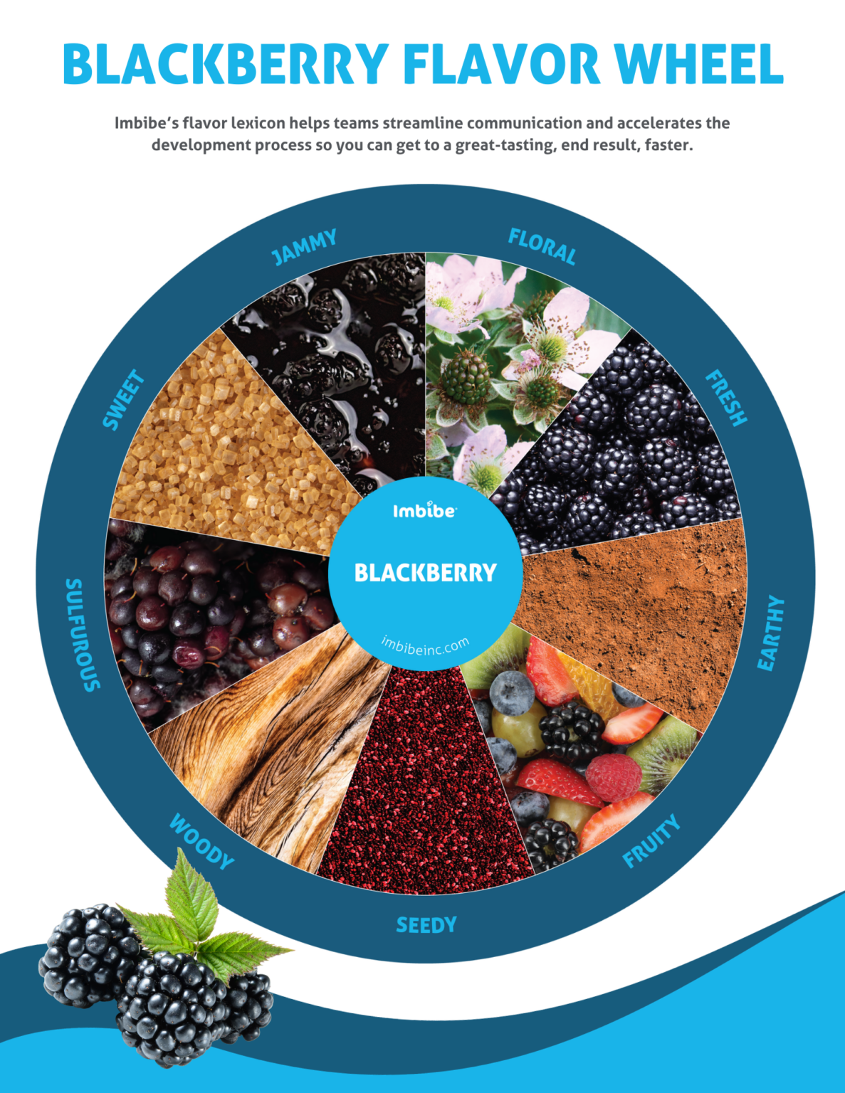 Explore Imbibe's Flavor Lexicon With Our Blackberry Flavor Wheel