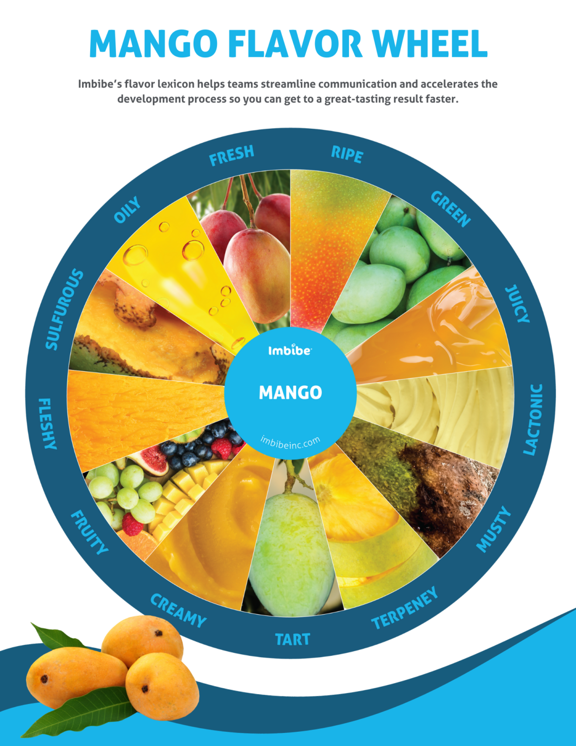 Flavor Wheel – Mango – Imbibe
